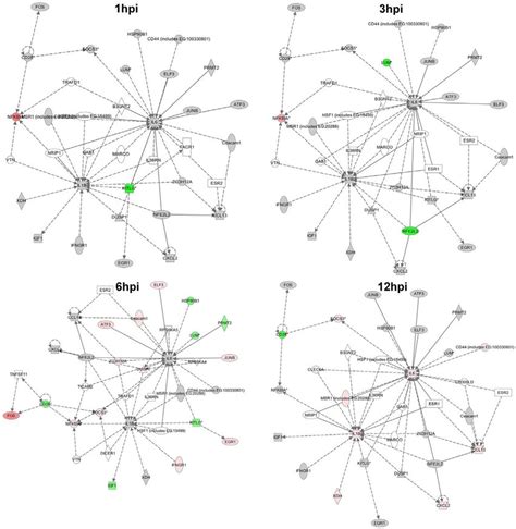 Diagram Showing The Interactions Between Genes And The Temporal Download Scientific Diagram