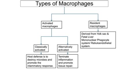 Inflammation And Complement Systems 2 Pptx