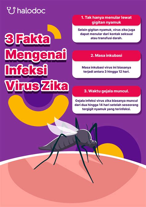 Virus Zika Gejala Penyebab Dan Pengobatan Halodoc