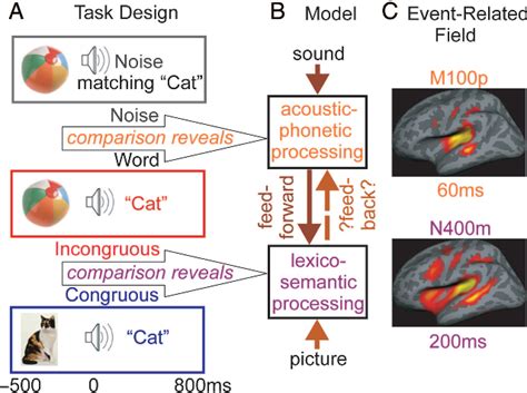Figure 1 From Cerebral Cortex Doi 10 1093 Cercor Bhs228 Cerebral Cortex