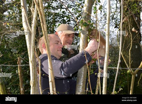 Erecting Nest Boxes For Hazel Dormouse Muscardinus Avellanarius Stock