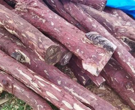 C Grade Red Sandalwood Log Shape Round At Rs 1000 In Tirupati Id