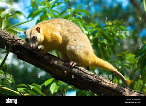 Northern Common Cuscus Phalanger Orientalis