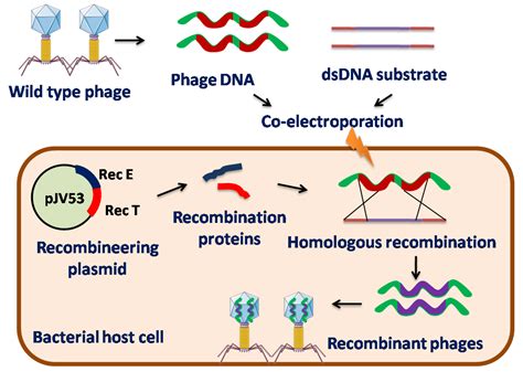 Engineered Bacteriophages A Panacea Against Pathogenic And Drug