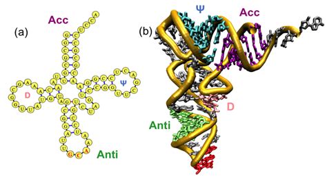 General Structure Of The Trna Molecule A A Cloverleaf Secondary
