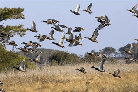 Free Picture Flock Waterfowl Fly Wetland