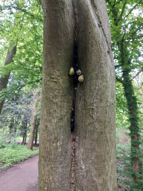 ArtofMaquenda On Twitter Slimy Tree Pussy With A Bunch Of Snails And Slugs