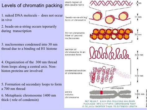 Structure And Function Of The Cell Nucleus Flashcards Quizlet