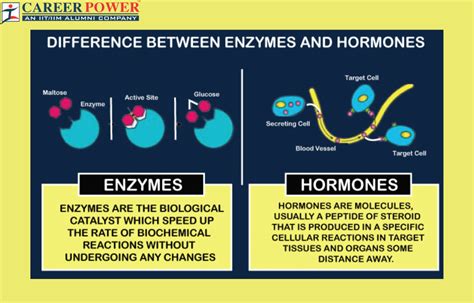 What Are The Differences Between Enzymes And Hormones