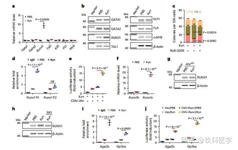 If：305 肿瘤细胞释放的犬尿氨酸通过激活ahr Runx1促进肿瘤患者mep向巨核细胞分化 知乎