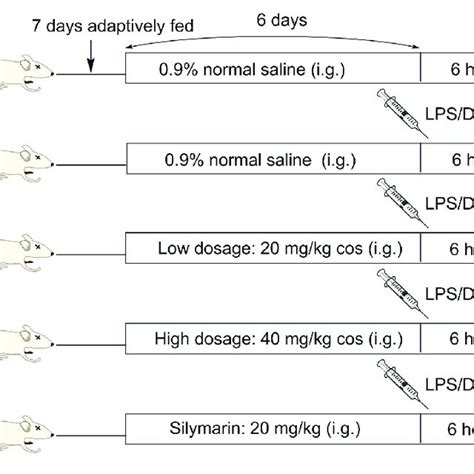 The Diagrammatic Of Mice Experiment Download Scientific Diagram