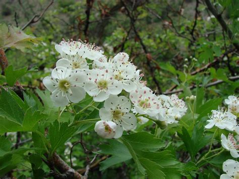 Crataegus songarica - Изображение особи - Плантариум
