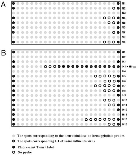 Microarrays Layout A 24×9 Spot Microarray For Sub Typing Download Scientific Diagram