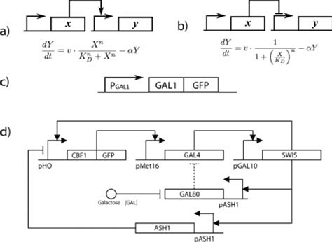 Gene Circuits Notation And Models A And B Are Examples Of Gene Download Scientific