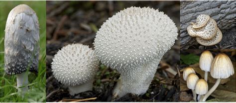 28 Common Mushrooms Found In Michigan 2025 Bird Watching Hq