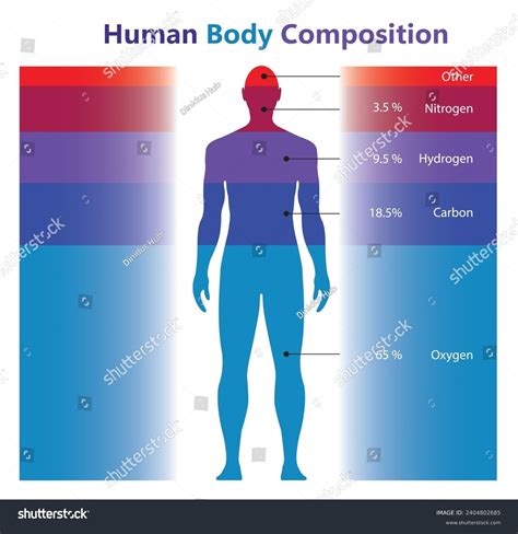 Human Body Chemical Composition Chartpercentage Proportionsvector Stock