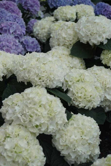 Hydrangea Macrophylla Bride™