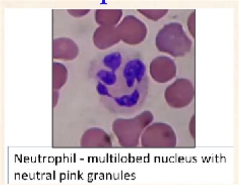 Pid Flashcards Quizlet