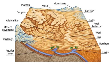 Fun Desert Facts And Information Jellyquest