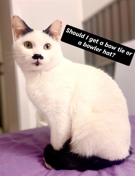 First Time Posing 😻 R Kitler