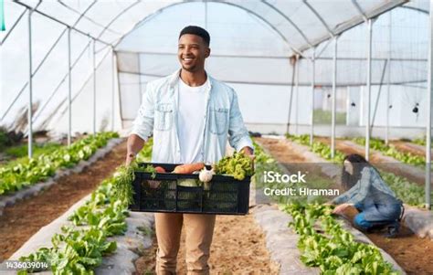 지속 가능성 농부 및 채소 수확 온실에서 농업의 중소기업을위한 수확 탄소 포집 및 지속 가능한 농장에서 환경 친화적 인 콜롬비아 노동자들이 유기농 농산물을 모으고 있습니다