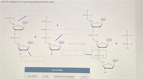 Solved Label The Diagram Of A Growing Polynucleotide Chain