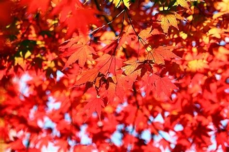 빨강 단풍잎 유토이미지 상세페이지 베이직샵 사진 20720401