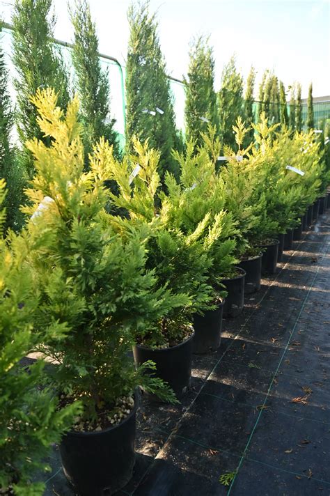 Cupressocyparis leylandii Gold-Rider