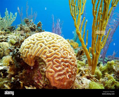 Brain Coral Size At Simon Henley Blog