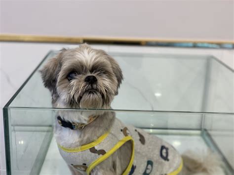 시츄 토리 보더콜리분양가격 프렌치불독분양가격 빠삐용분양가격 파피용분양가격 사모예드분양가격 스피츠분양가격 시바견분양가격 시베리안허스키분양가격 시츄분양가격 요크셔테리어분양가격