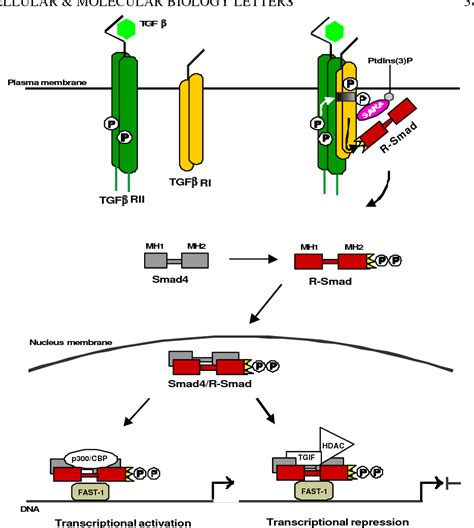 Transforming Growth Factor