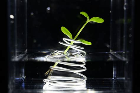 Lianne Regtuit Design Portfolio