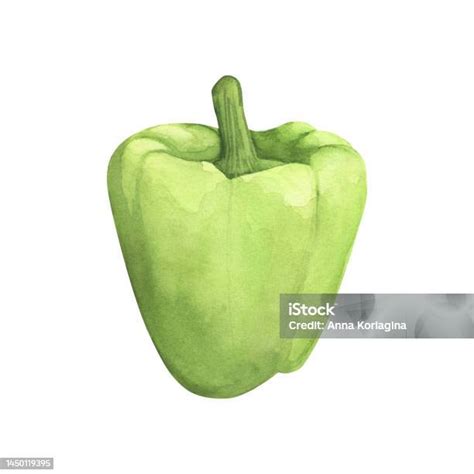 녹색 피망 수채화 그림 신선한 야채 파프리카 요리 흰색 배경에 격리 디자인을 위한 예술 건강한 생활방식에 대한 스톡 벡터 아트 및 기타 이미지 건강한 생활방식 고추류