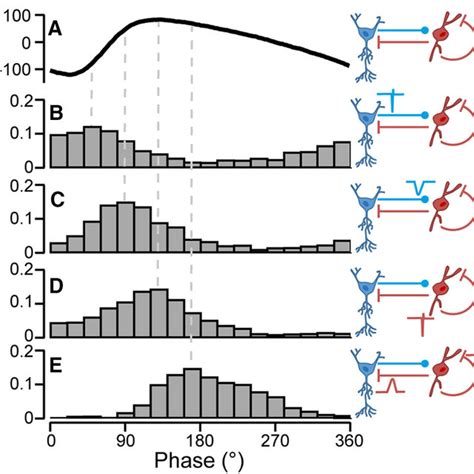 Summary Of Cellular Events During Ca1 Gamma A E The Timing Of The