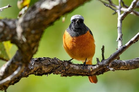 Bird Daurian Redstart Ornithology Free Photo On Pixabay Pixabay