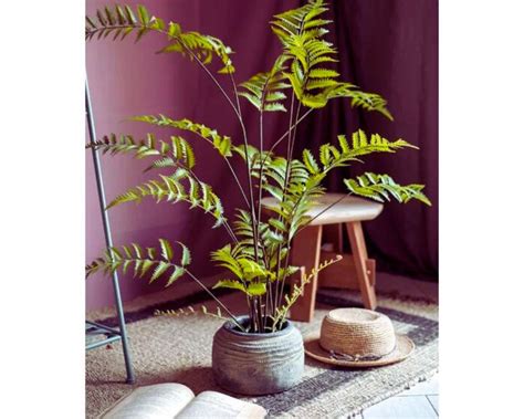 Unique Tree Fern Planting Ideas for Your Tropical Décor in InHousePlant Your Ultimate