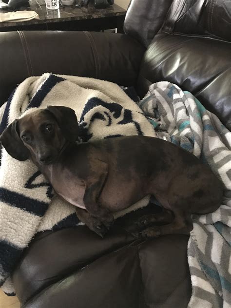 Happy 4th Birthday To This Brat Neena Da Weena R Dachshund