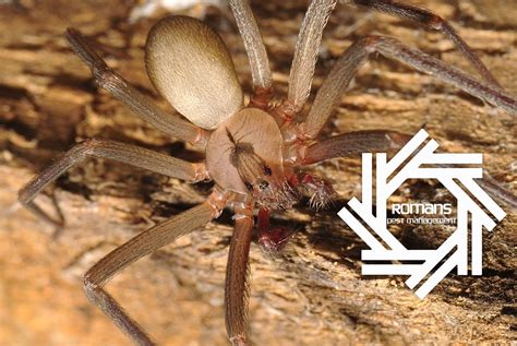 What You Need To Know About The Brown Recluse Spider