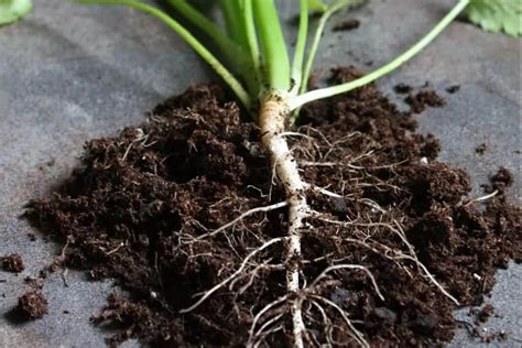 How To Identify Prevent And Treat Root Rot Everything You Need To Know