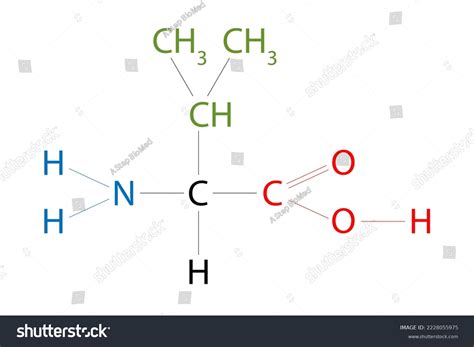 Structure Valine Valine Amino Acid That Stock Vector Royalty Free