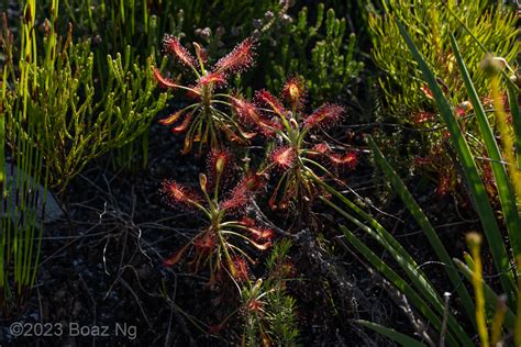 Drosera Glabripes Species Profile Fierce Flora