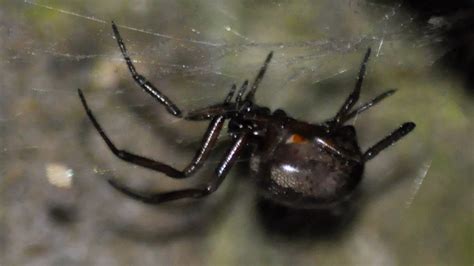 Noble False Widow Spider In Ireland False Widow Spiders