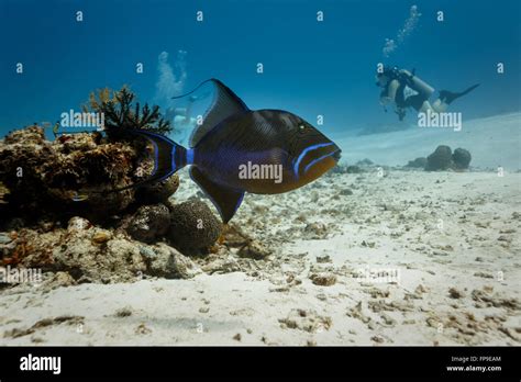Close Up Sargassum Triggerfish Xanthichthys Ringens Swimming On Coral