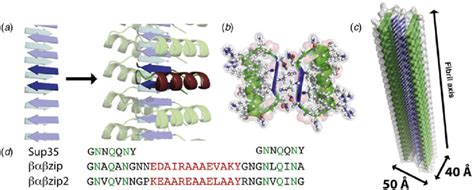 De Novo Design Of Self Assembling βαβ Peptides A The Computational