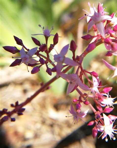Crassula Streyi Crassula Au