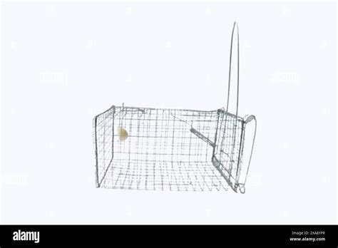 Mouse Trap Isolated On White Background Human Mouse Trap Cage With Cracker For Bait Humane Catch