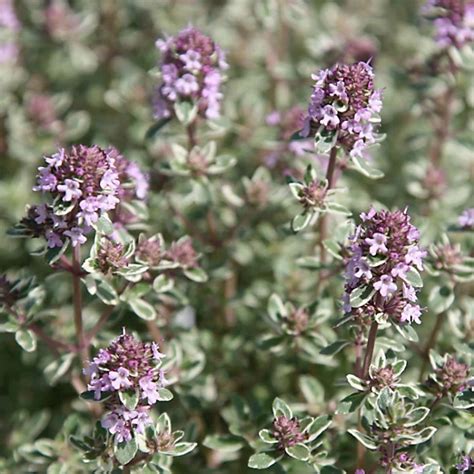 Thyme Silver Posie Herb Plant Thymus 9cm Pot