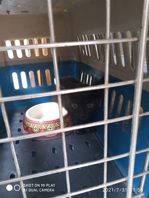 领养小猫在线等急和急 哔哩哔哩
