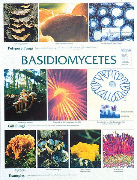 Wall Chart Basidiomycetes