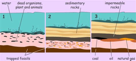 Formation Of Coal And Other Fossil Fuels Detailed Explanation
